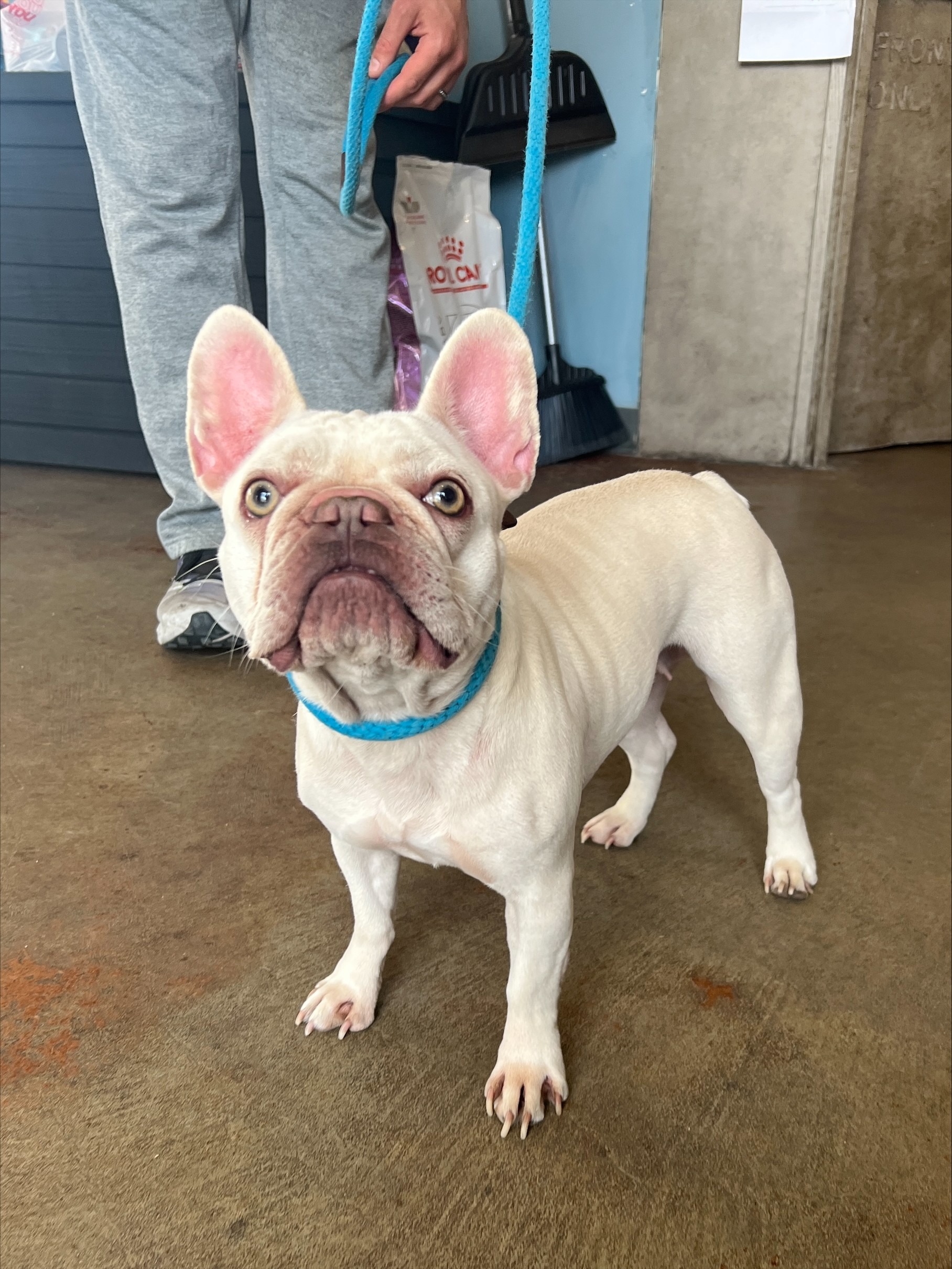 25-0080 - French Bulldog